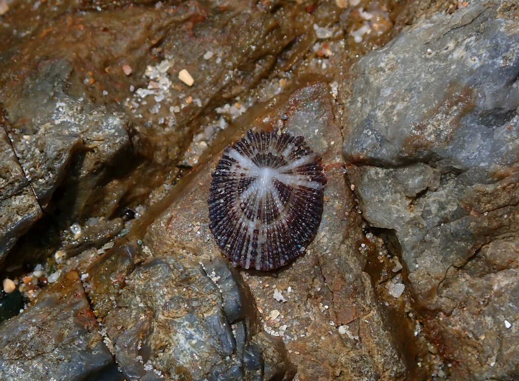 Cap-shaped False Limpet from Arrawarra NSW 2456, Australia on January ...