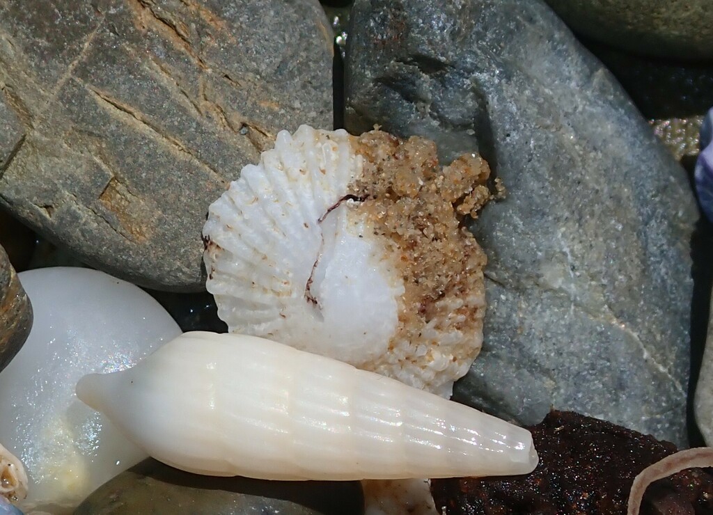 Trimusculus conicus from Arrawarra NSW 2456, Australia on January 02 ...