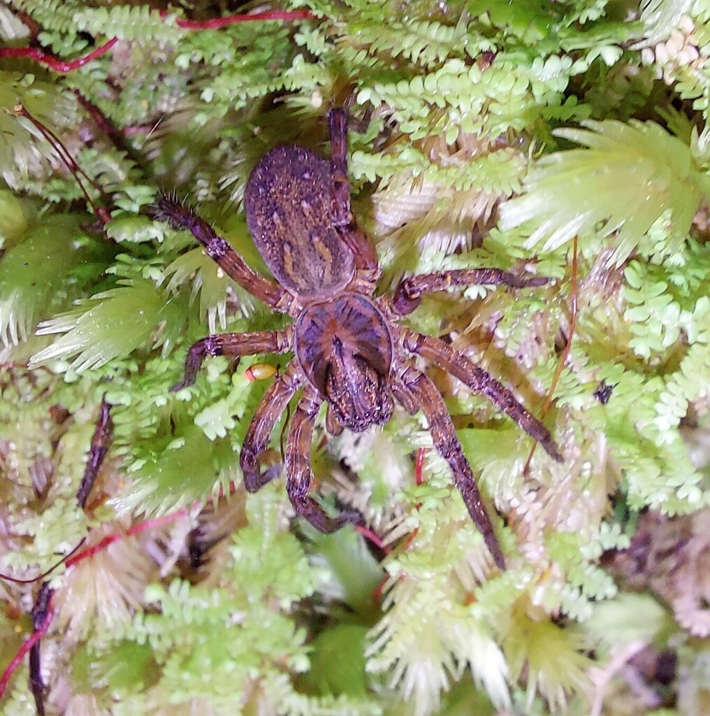 Vagrant Spiders from Pukeiti 4374, New Zealand on December 25, 2024 at ...