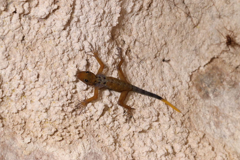 Fairy Round-eyed Gecko in August 2024 by Parinya Herp Pawangkhanant ...