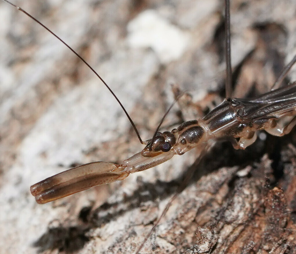 Leistarches serripes from Wahring VIC 3608, Australia on November 15 ...