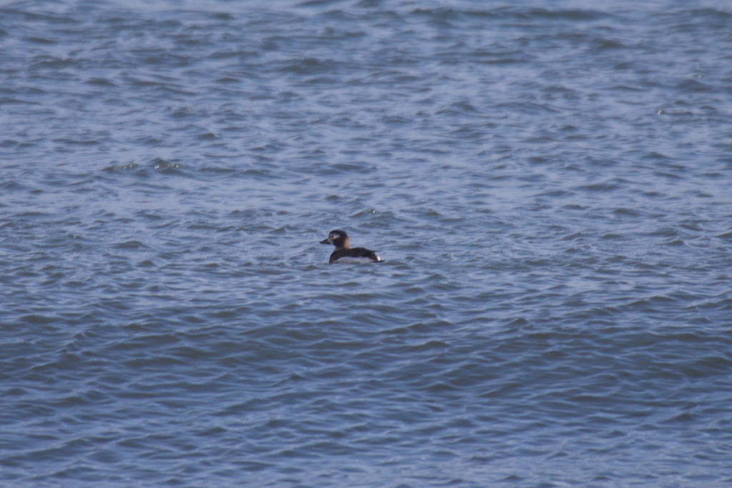 Long-tailed Duck from Kuril'skiy rayon, Sakhalin, Russia on January 1 ...