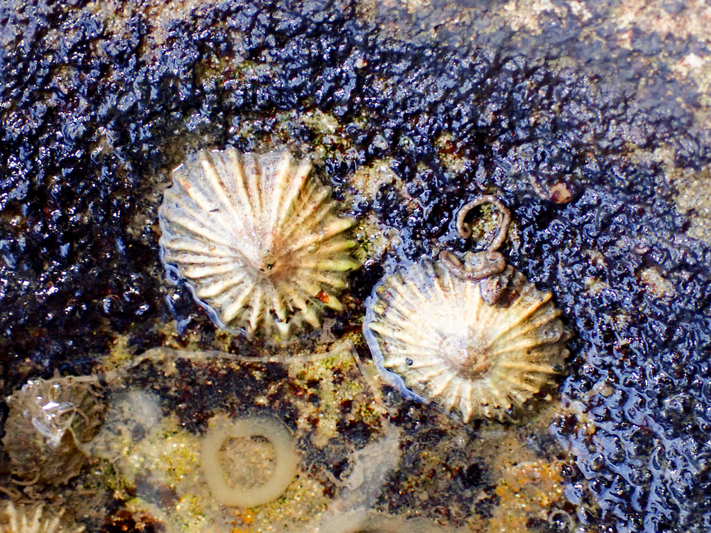 Denticulated Siphon Shell from Hawkesbury River, New South Wales ...