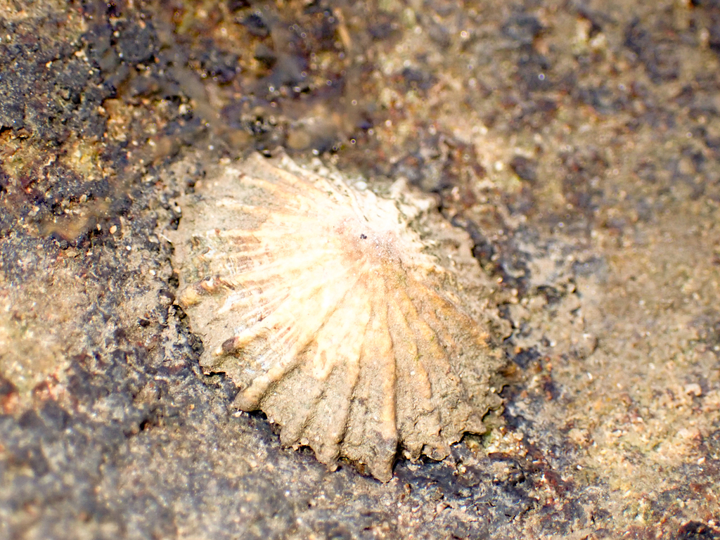 Siphonaria denticulata from Hawkesbury River, New South Wales ...