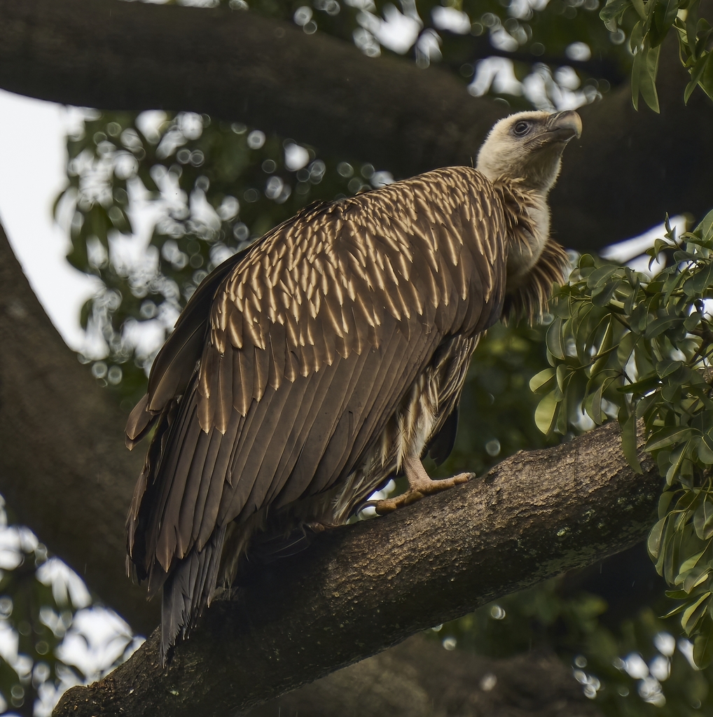 Himalayan Griffon in December 2021 by Steven Cheong · iNaturalist