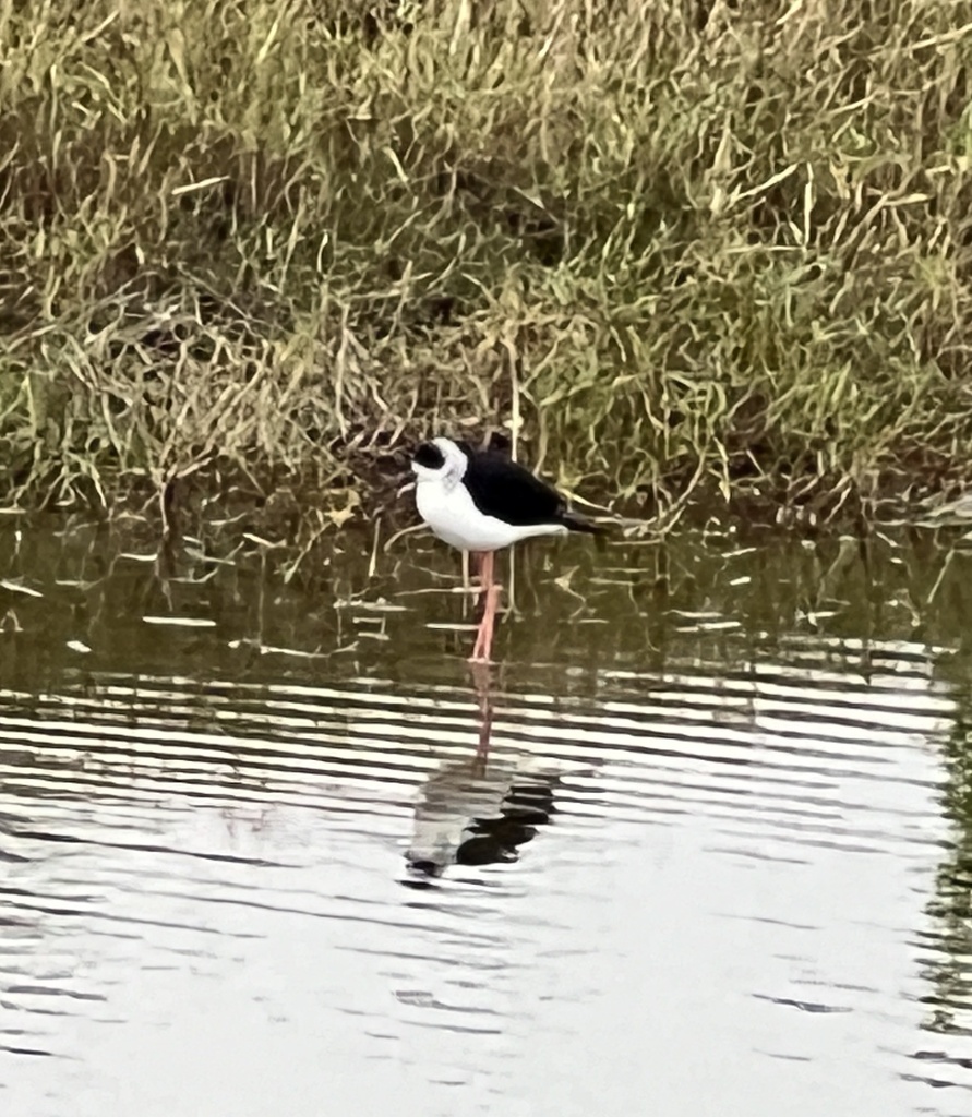 Black-winged Stilt from Taijian National Park, Annan District, Tainan ...
