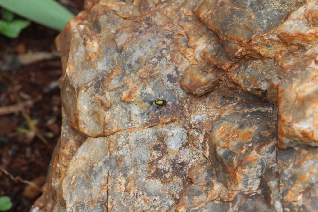 Bot Flies, Blow Flies, and Allies from ACarletonville, 2499, South ...