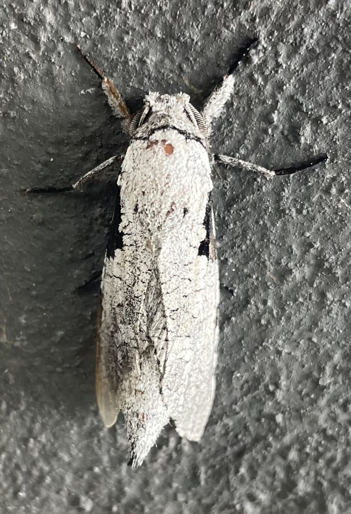 Aethalopteryx squameus from Kruger National Park, Bushbuckridge ...