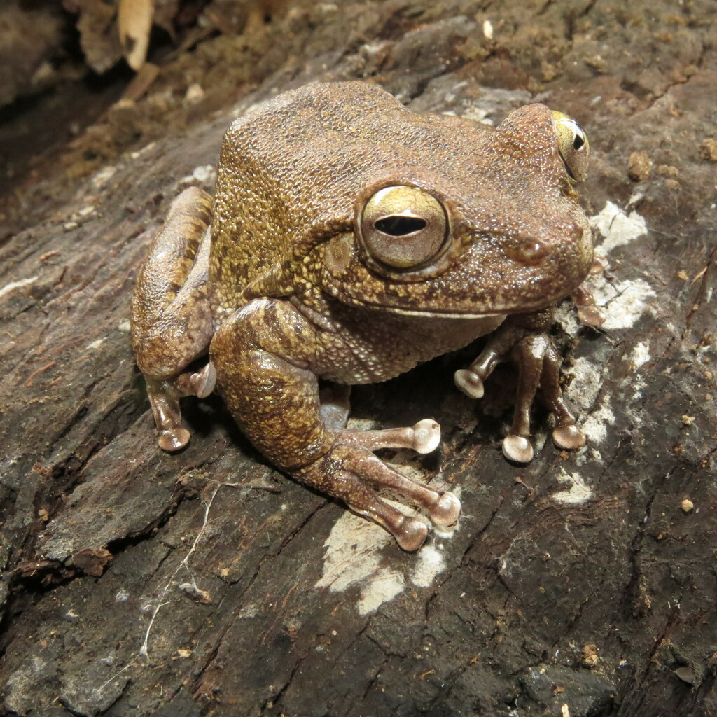 Veadeiros tree frog from Cavalcante - State of Goiás, 73790-000, Brazil ...