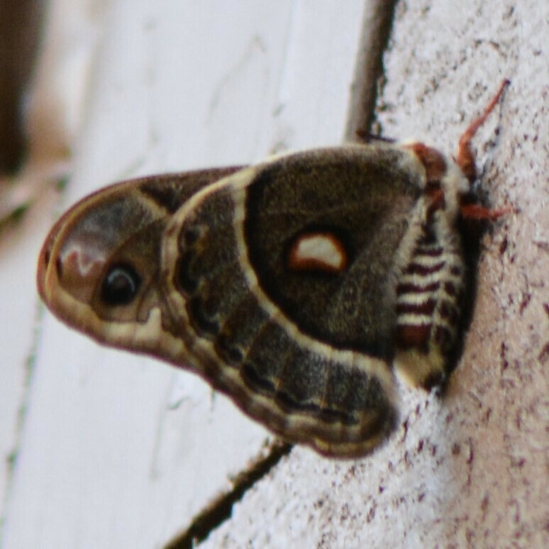 Columbia Silk Moth from Cook County, MN, USA on June 13, 2023 at 05:17 ...