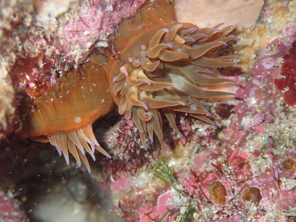 Anemonia mutabilis from Sandy Beach NSW 2456, Australia on January 2 ...