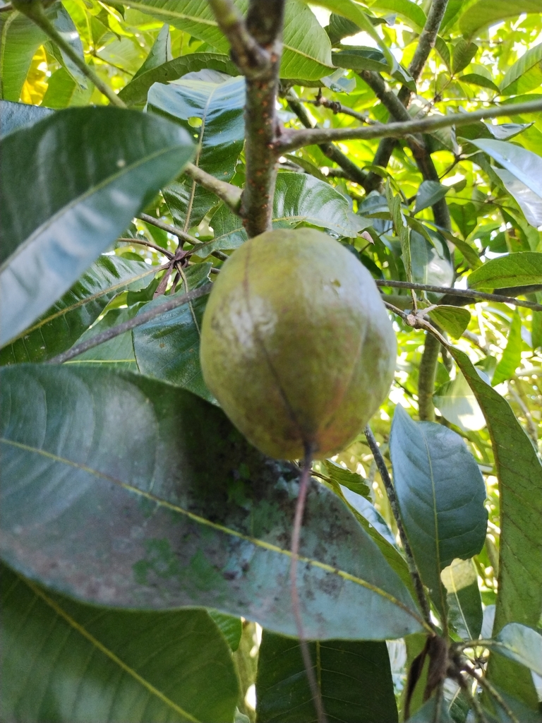 saba nut tree from Northwest, St Croix 00840, USVI on January 2, 2025 ...