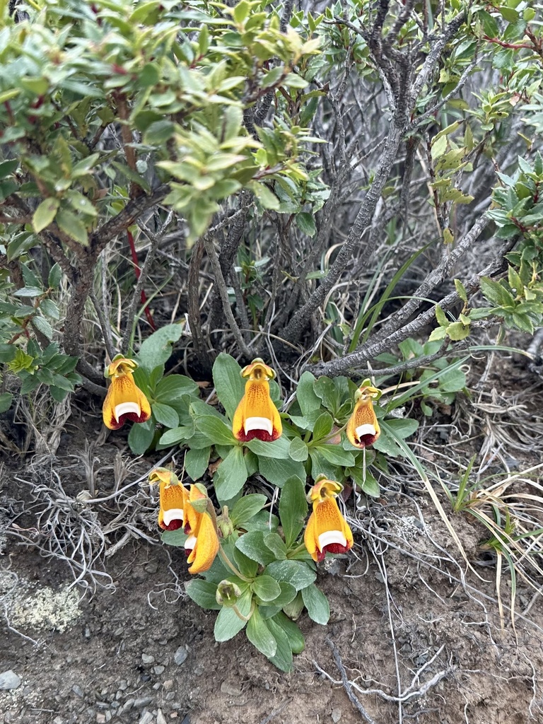 Darwin's Slipper from Parque Nacional Torres del Paine, Torres del ...