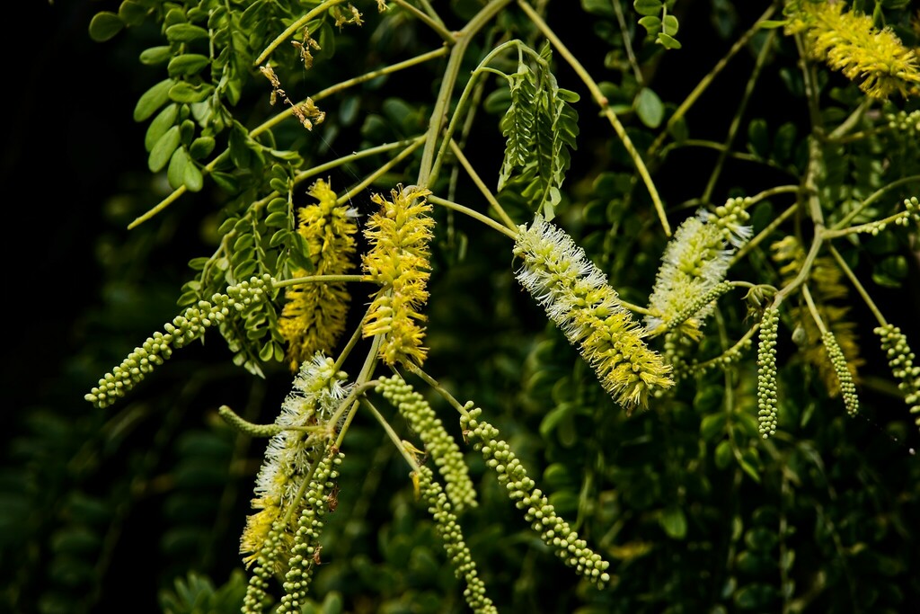 Spiny Splinter-bean from Finningley, Clansthal, Ezembeni, South Africa ...