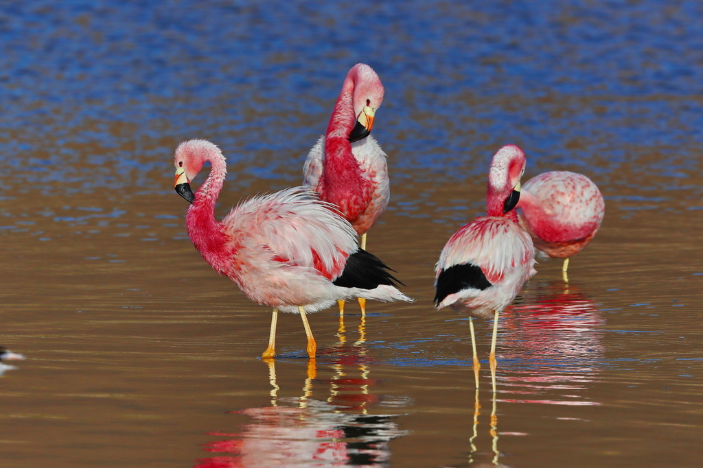 Andean Flamingo in December 2024 by Jürgen Schneider. Andenflamingo ...