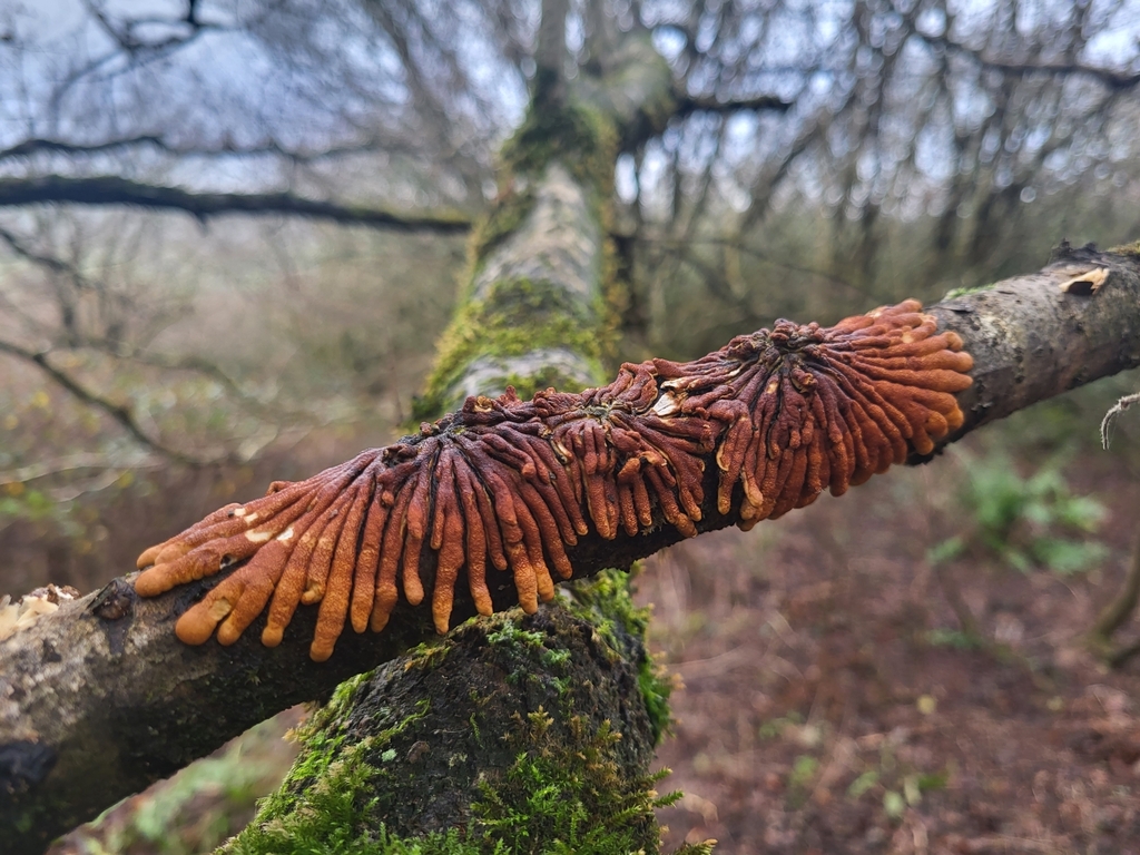 Hazel Gloves from Chy Trevail, Bodmin PL31 2QN, UK on December 29, 2024 ...