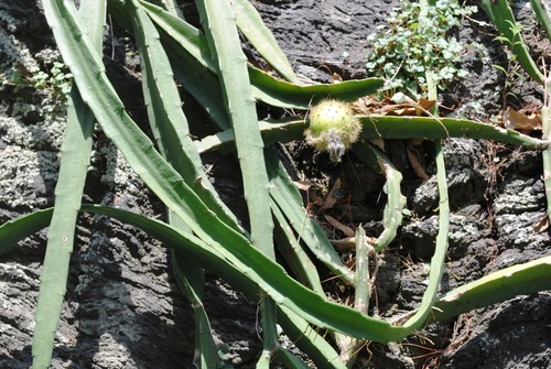 Nopalillo fruto pelón (Weberocereus glaber)