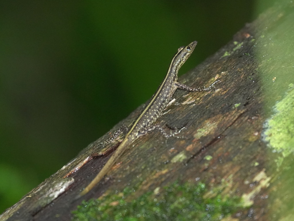 Yellow-striped Slender Tree Skink from Riverside, Bilar, Bohol ...