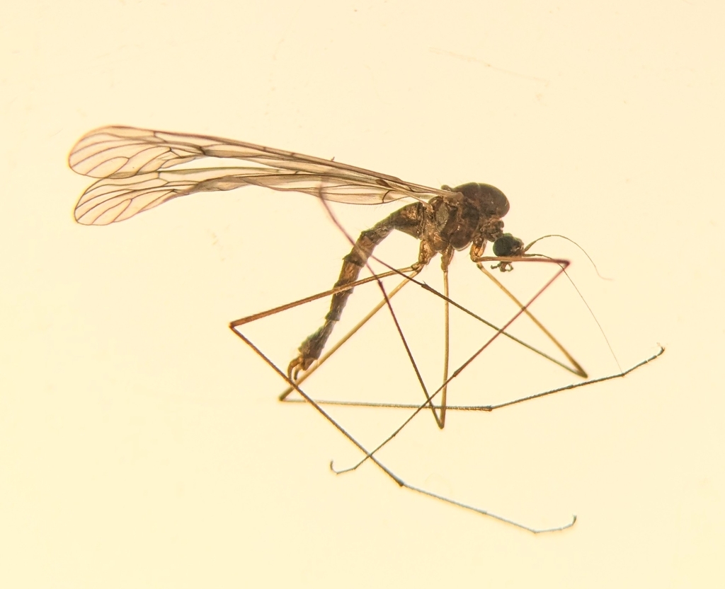 Trichocera from Centerville, OH, USA on December 25, 2024 at 12:25 AM ...