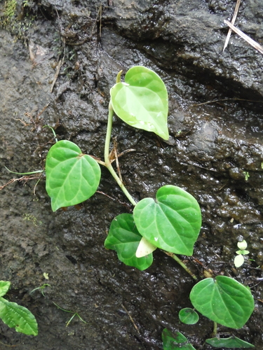 Manekia urbanii · iNaturalist