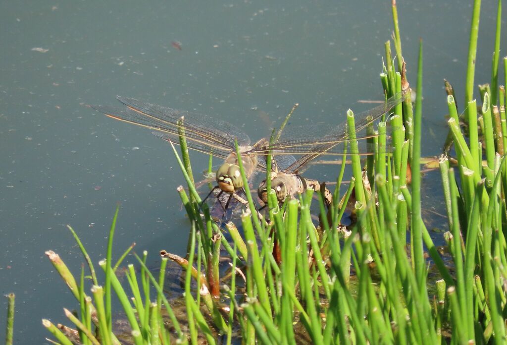 Australian Emperor from Invergordon NSW 2422, Australia on September 4 ...