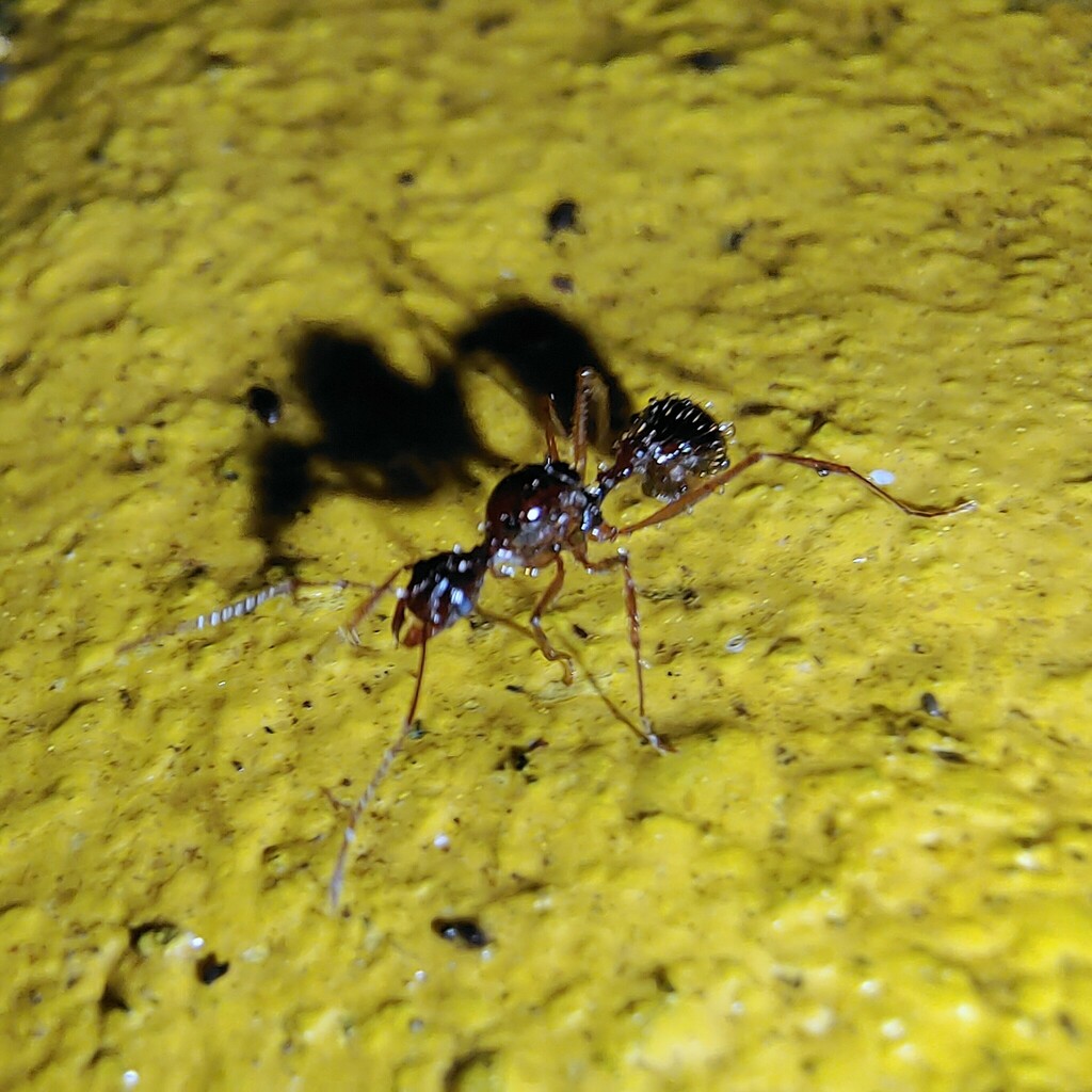 Collared Ants from 中国云南省红河哈尼族彝族自治州河口瑶族自治县 on May 3, 2024 at 12:09 AM by ...