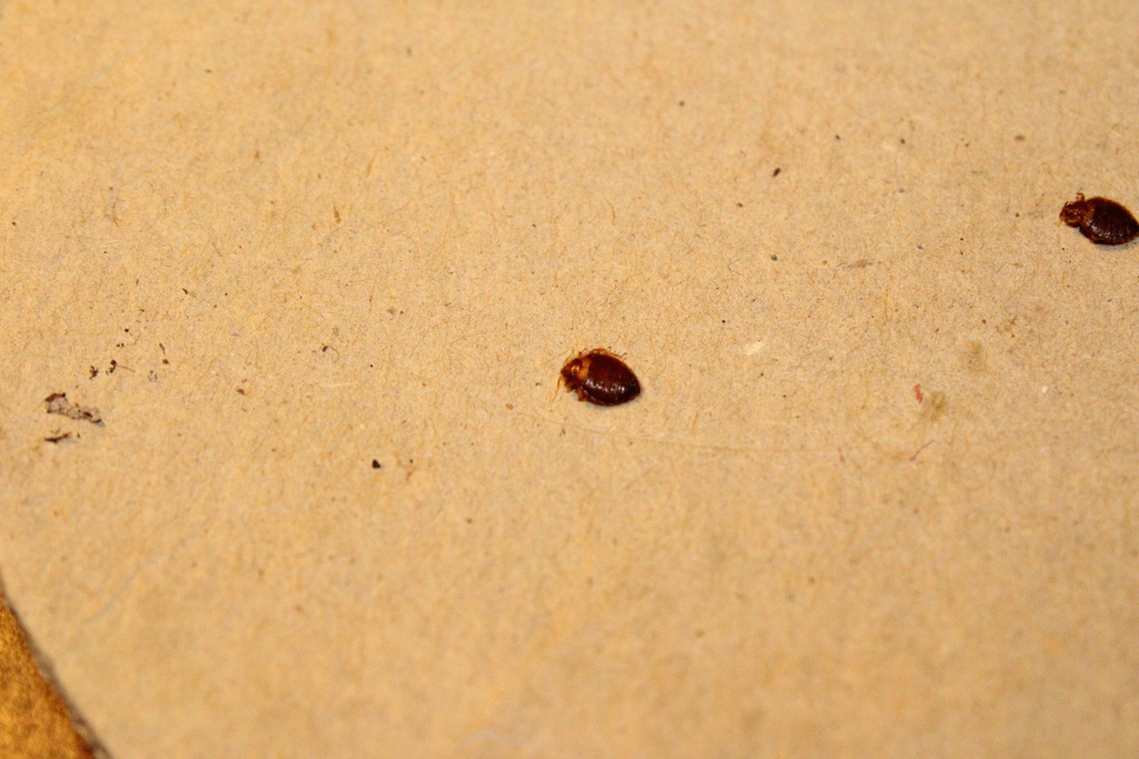 Eastern Bat Bug from Mt Blanchard, OH 45867, USA on January 2, 2025 at ...