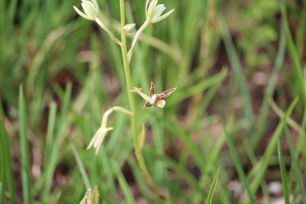 Drooping-Yawning Harlequin from Parys, South Africa on January 2, 2025 ...