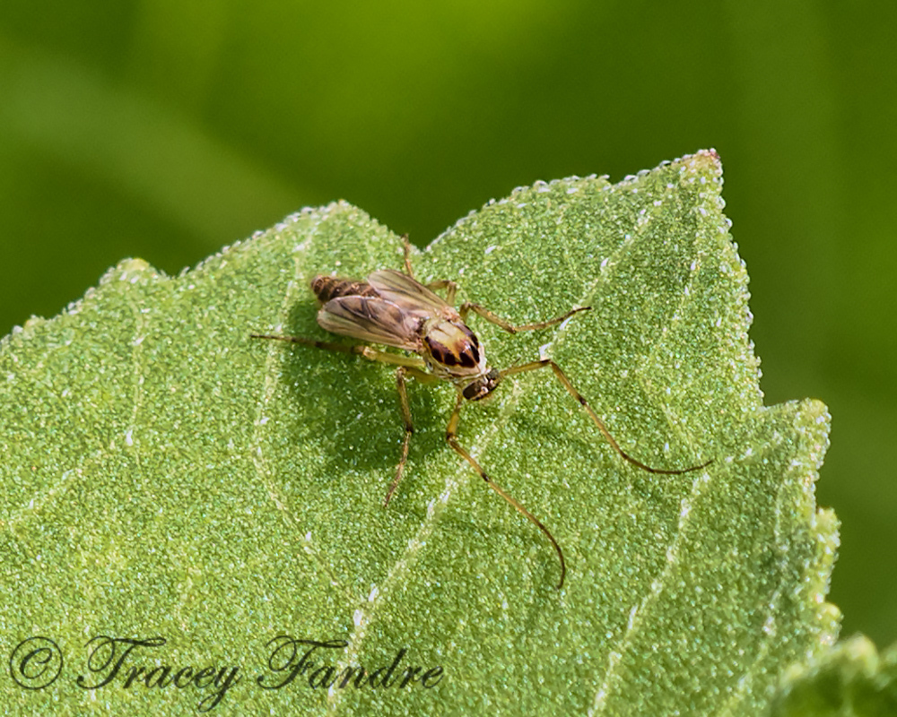 Goeldichironomus carus in August 2016 by Tracey Fandre · iNaturalist