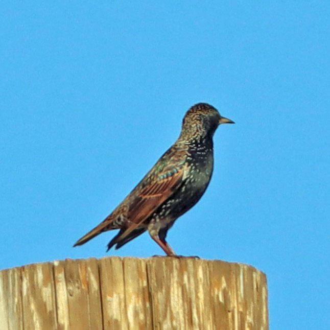 European Starling from Flowing Wells, Tucson, AZ, USA on December 30 ...