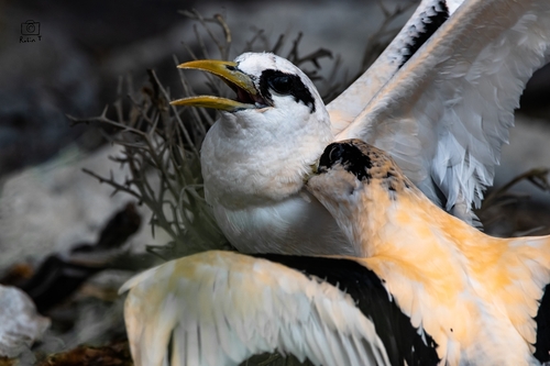 Subespecies Phaethon lepturus europae · iNaturalist Mexico