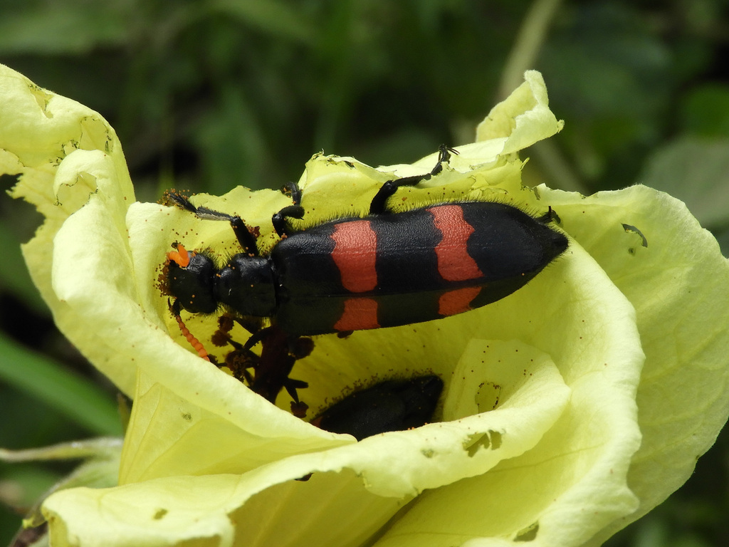 Hycleus senegalensis from Nandi Hills, Kenya on January 9, 2023 at 11: ...