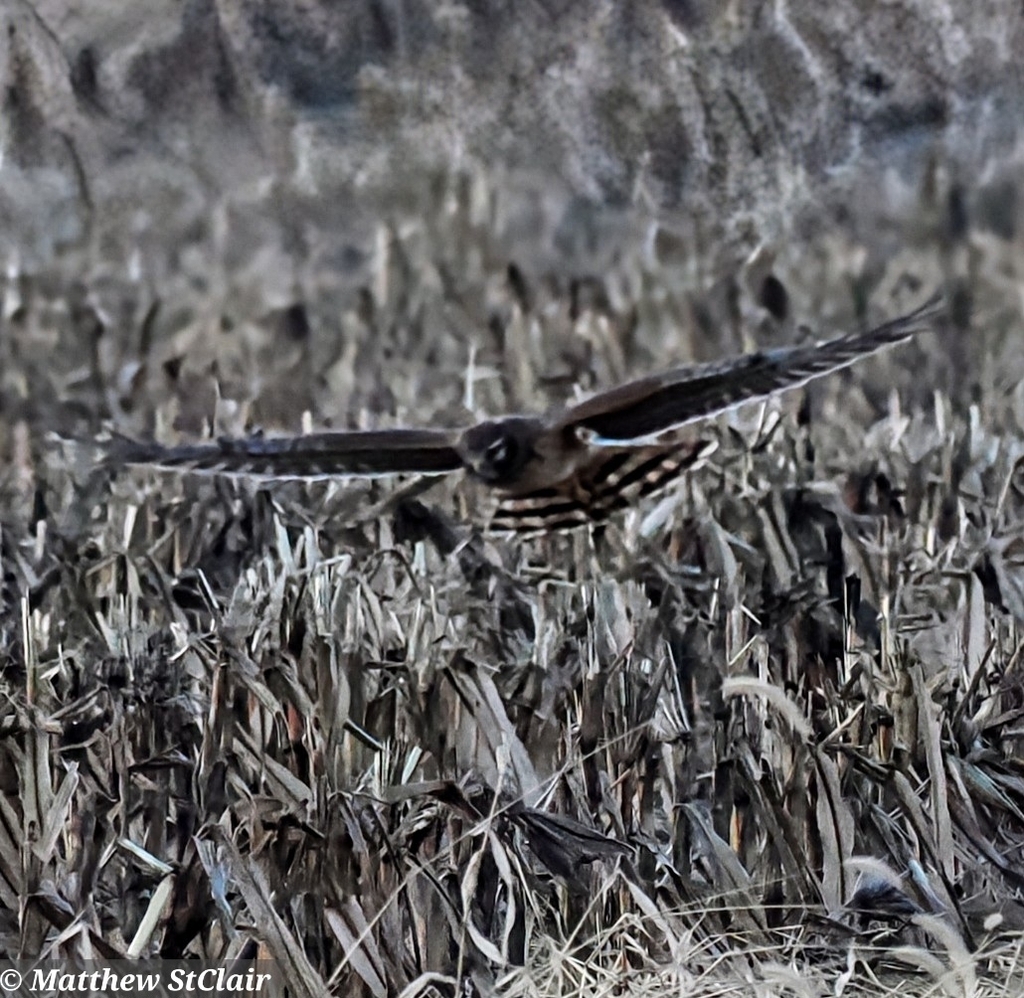 Northern Harrier from Indiana, PA, USA on December 31, 2024 at 05:00 PM ...