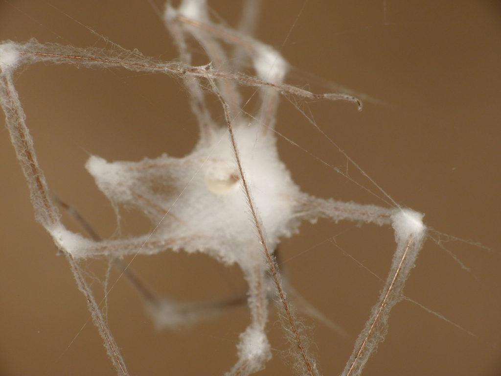 Engyodontium aranearum in December 2024 by Dawid Wojtachnio · iNaturalist