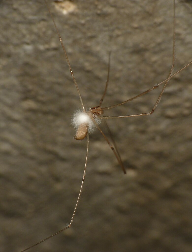 Engyodontium aranearum in December 2024 by Dawid Wojtachnio · iNaturalist