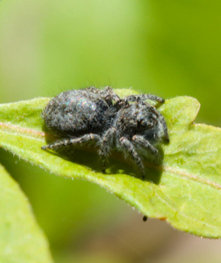 Red-bellied Jumping Spider from Autonomous Province of Bolzano – South ...