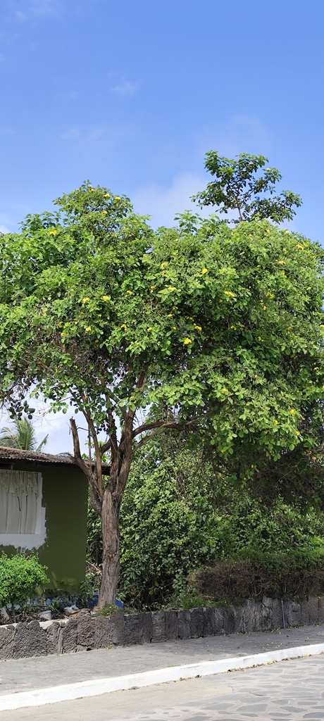 yellow geiger from Puerto Villamil, Ecuador on December 30, 2024 at 02: ...