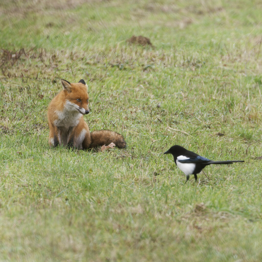 Red Fox from Harelbeke, 8530 Harelbeke, Belgium on December 31, 2024 at ...