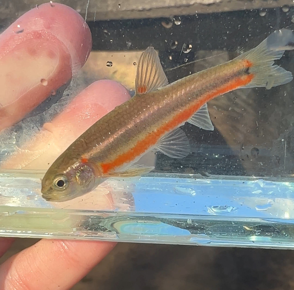 Flame Chub in January 2025 by Nick Tobler (Cowturtle) · iNaturalist