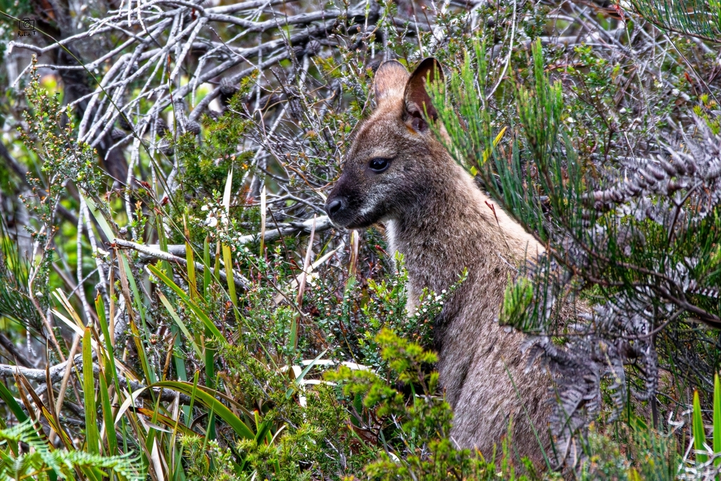 Bennett's Wallaby from South Bruny TAS 7150, Australie on November 27 ...