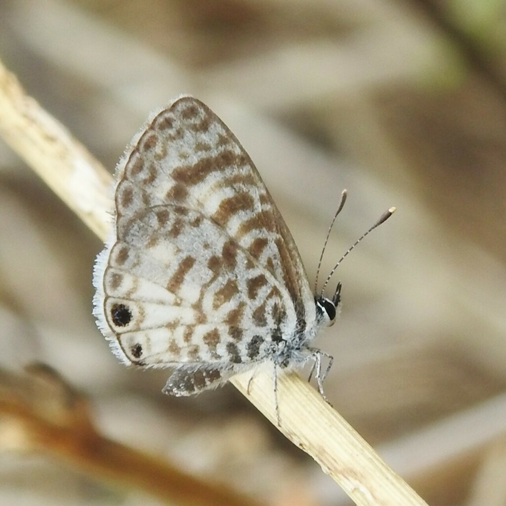 Cassius Blue from Hidalgo, Texas, United States on January 1, 2025 at ...