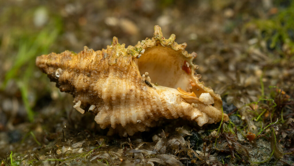 Murex Snails from Lazarus Island, Singapore on January 2, 2025 by ylsu ...