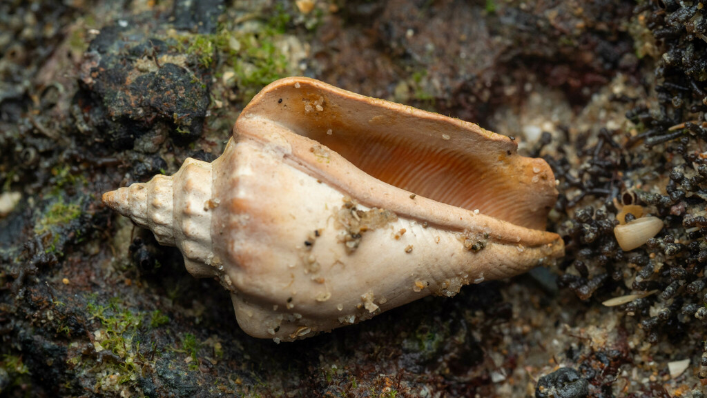 Labiate Stromb from Lazarus Island, Singapore on January 2, 2025 by ...