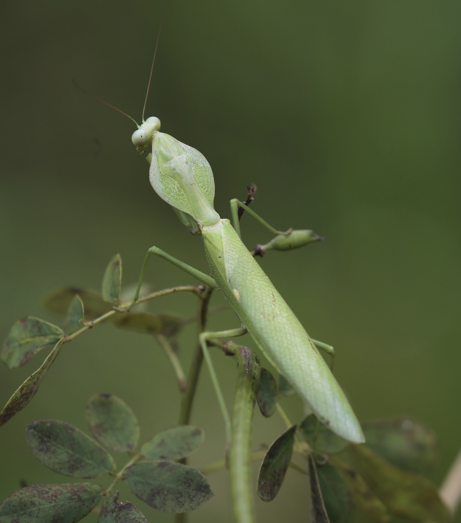 Timor Giant Shield Mantis from Caivaca road, Lautem, Timor-Leste on ...