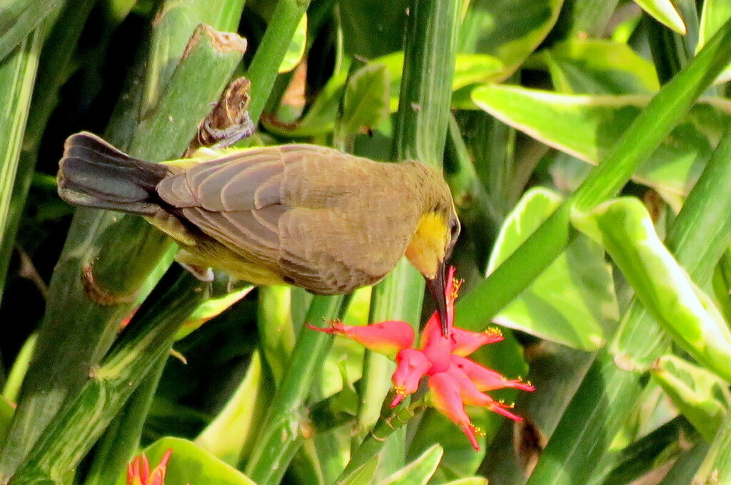 Beautiful Sunbird from Kabartonjo, Kenya on April 4, 2013 at 03:39 PM by tjeerd. beautiful ...