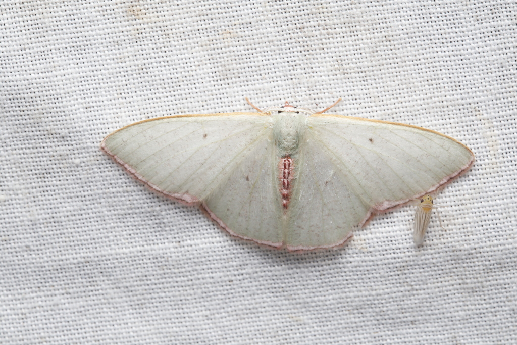 Butterflies and Moths from Provincia de Cartago, Jiménez, Costa Rica on ...