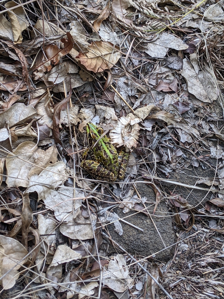 Common River Frog from Madibeng, South Africa on January 2, 2025 at 02: ...