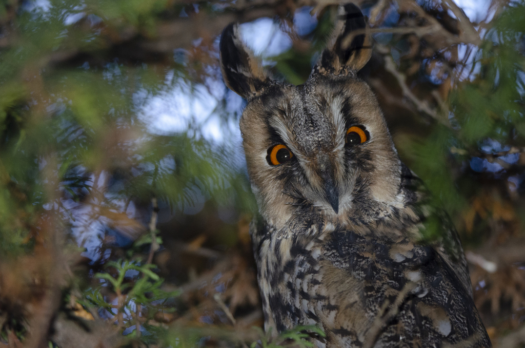 Long-eared Owl from Крошня, Житомир, Житомирська область, Україна on ...