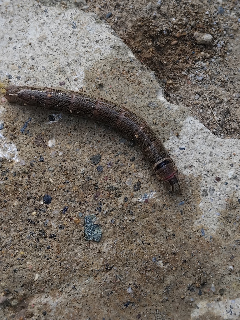 Alope Sphinx from 71534 Santa Catarina Minas, Oax., México on December ...