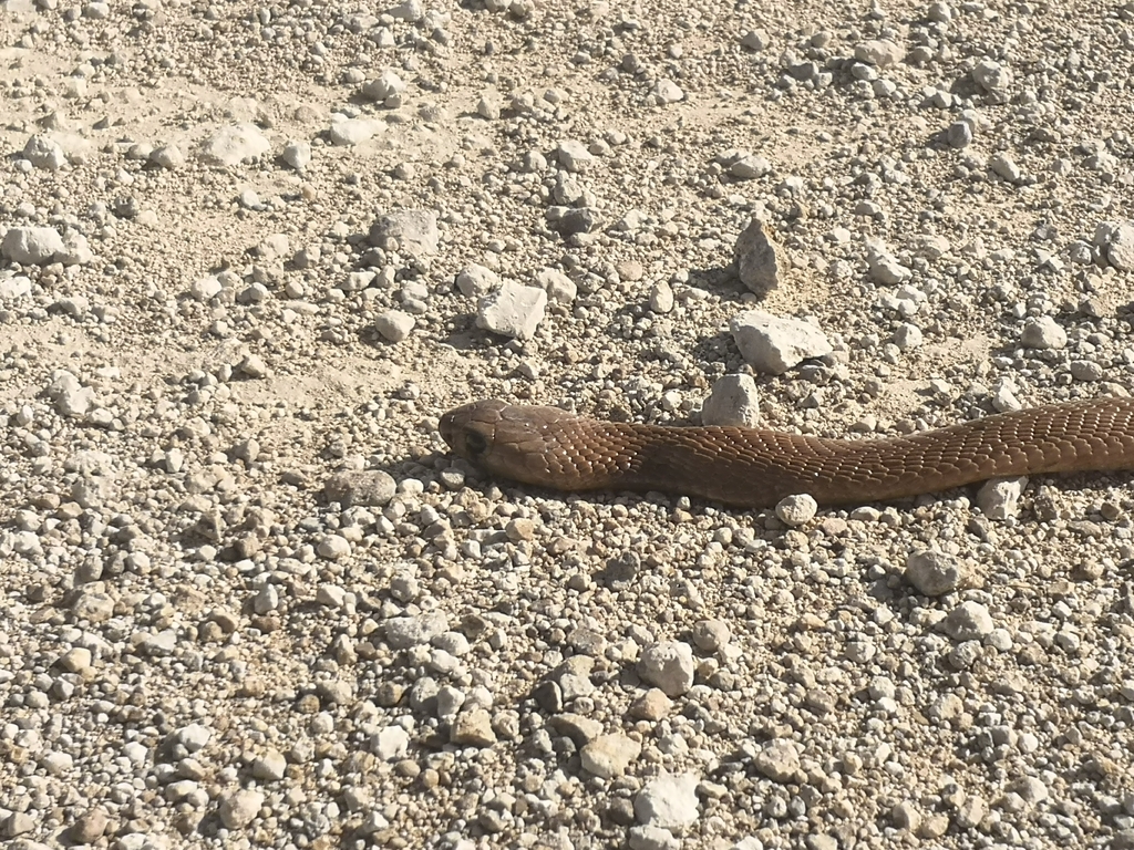 Cape Cobra from Hardap, Namibia on January 2, 2025 at 08:40 AM by Chao ...